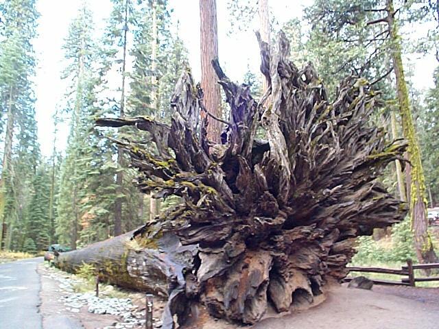 Pictures from Mariposa Grove in Yosemite National Park